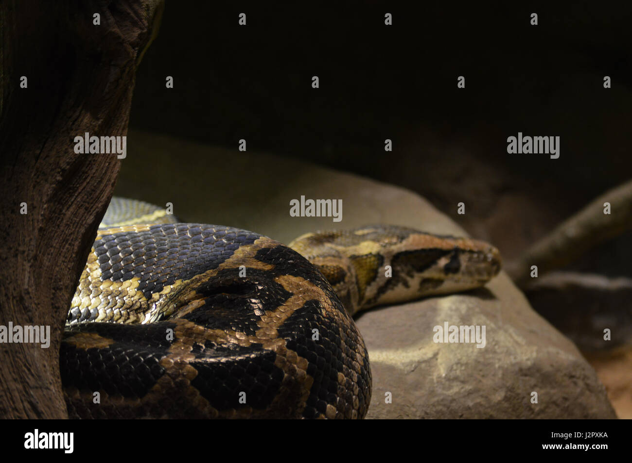 Brown and yellow snake hi-res stock photography and images - Alamy