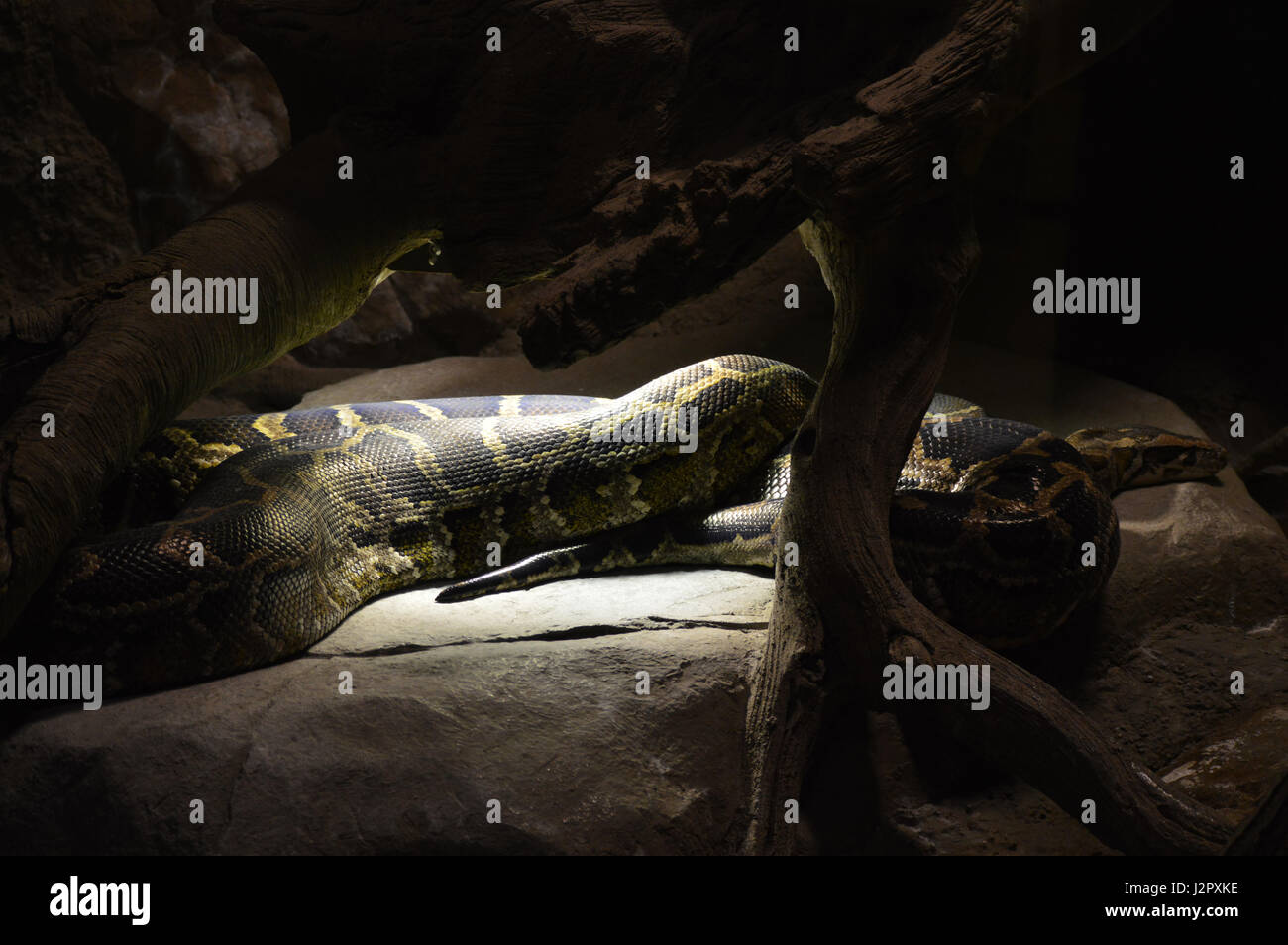 Burmese rock python hi-res stock photography and images - Alamy