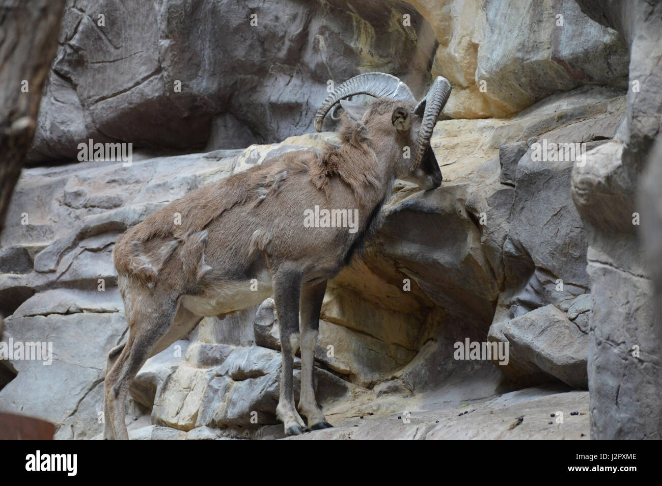 Urial Stock Photo: 139416158 - Alamy