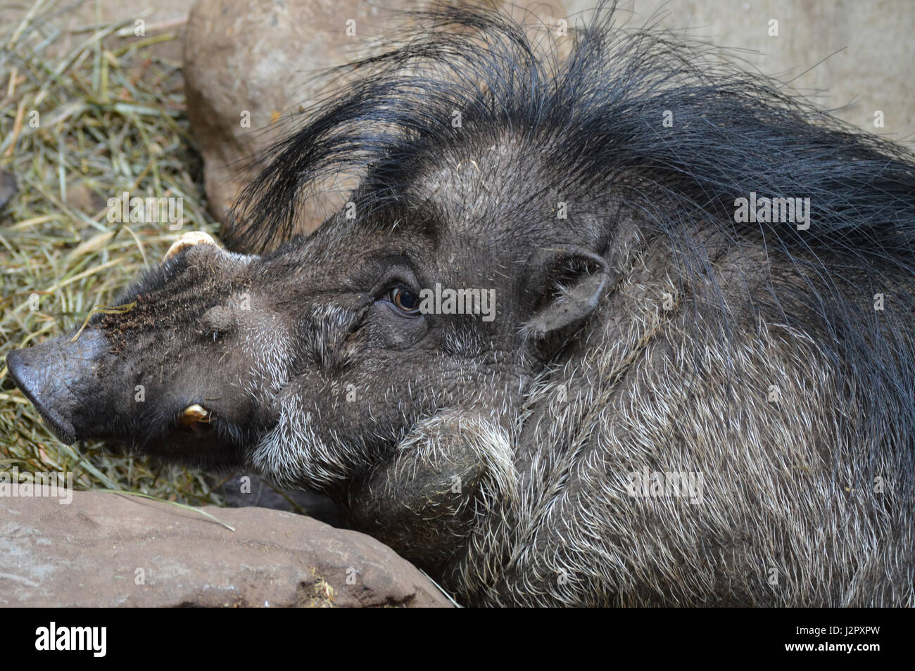 Visayan Warty Pig Stock Photo - Alamy