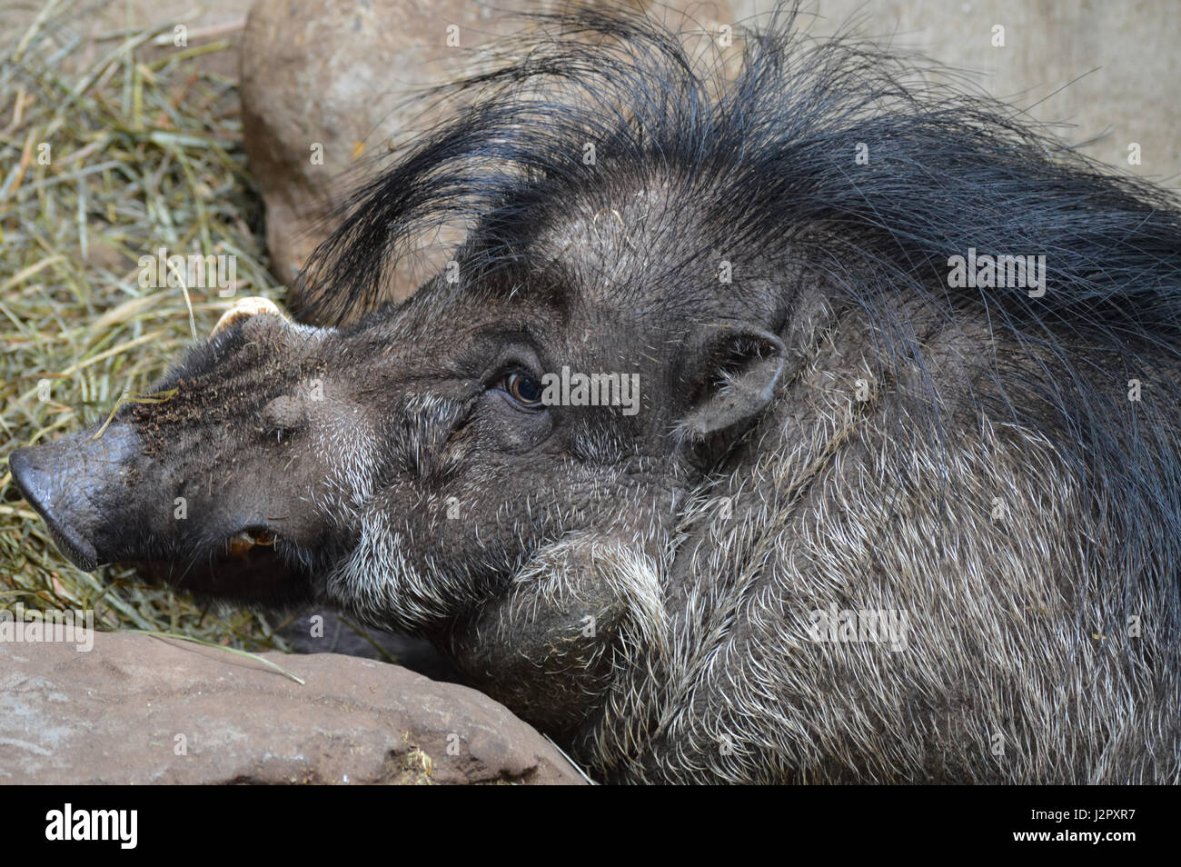 Visayan Warty Pig Stock Photo - Alamy