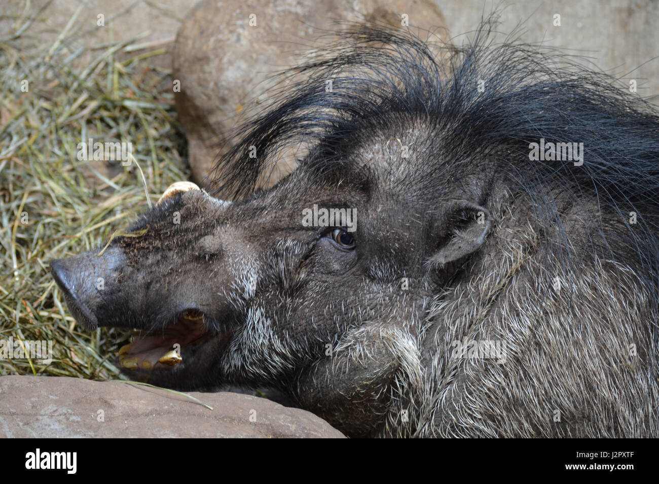 Visayan Warty Pig Stock Photo - Alamy