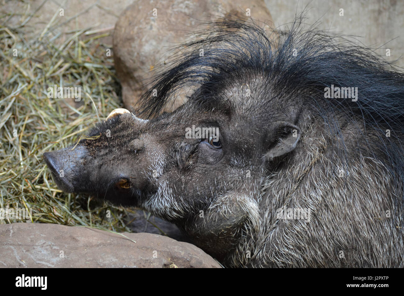 Visayan Warty Pig Stock Photo - Alamy