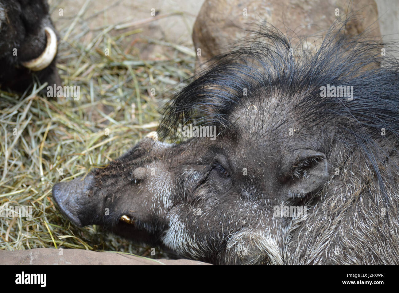 Visayan Warty Pig Stock Photo - Alamy
