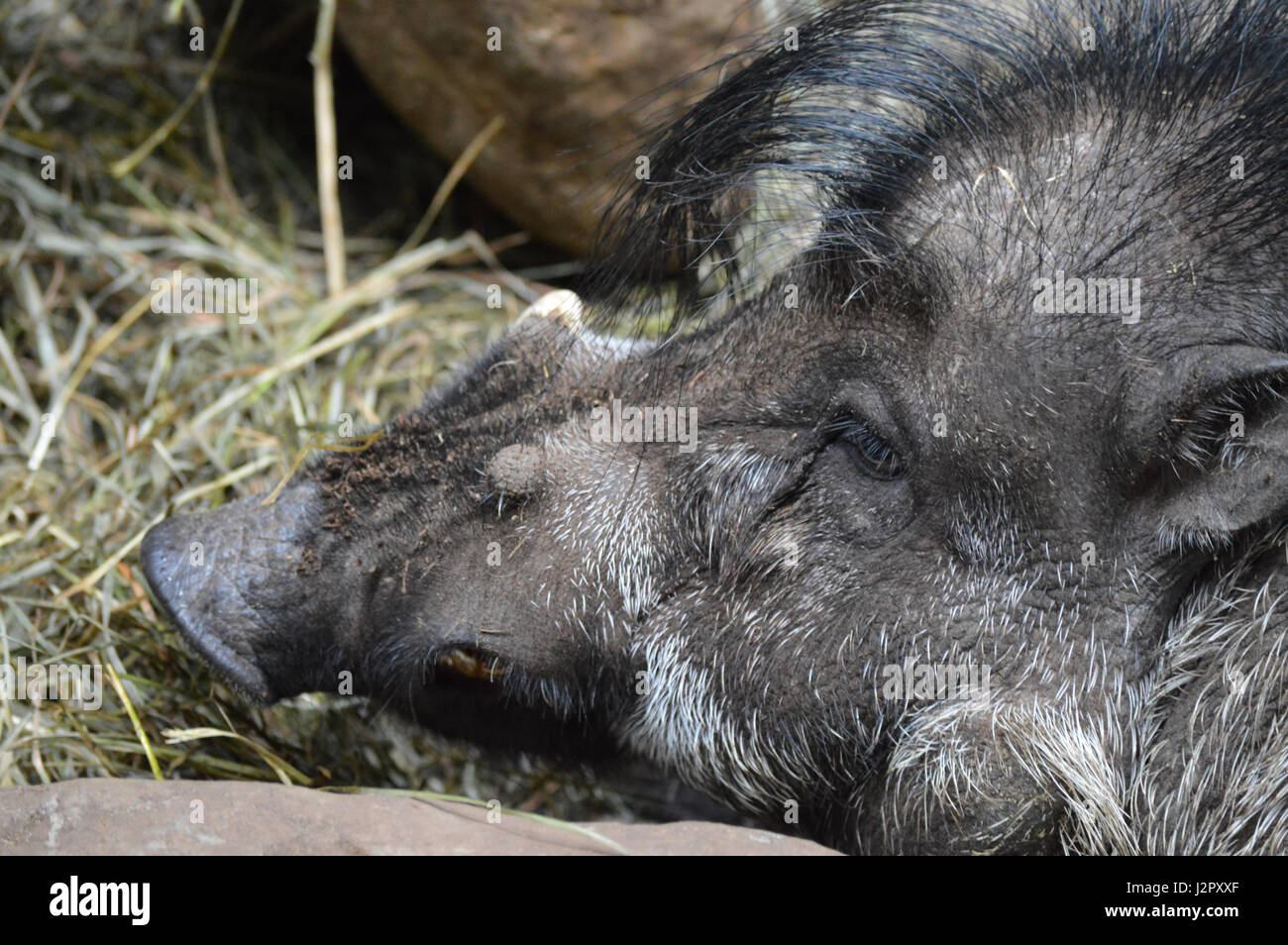 Visayan Warty Pig Stock Photo - Alamy