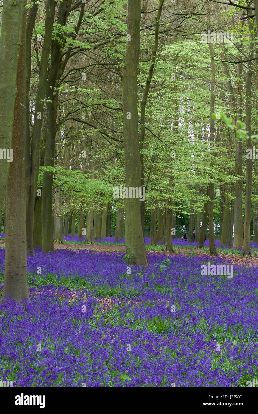 Bluebells at Badbury Clump Stock Photo - Alamy
