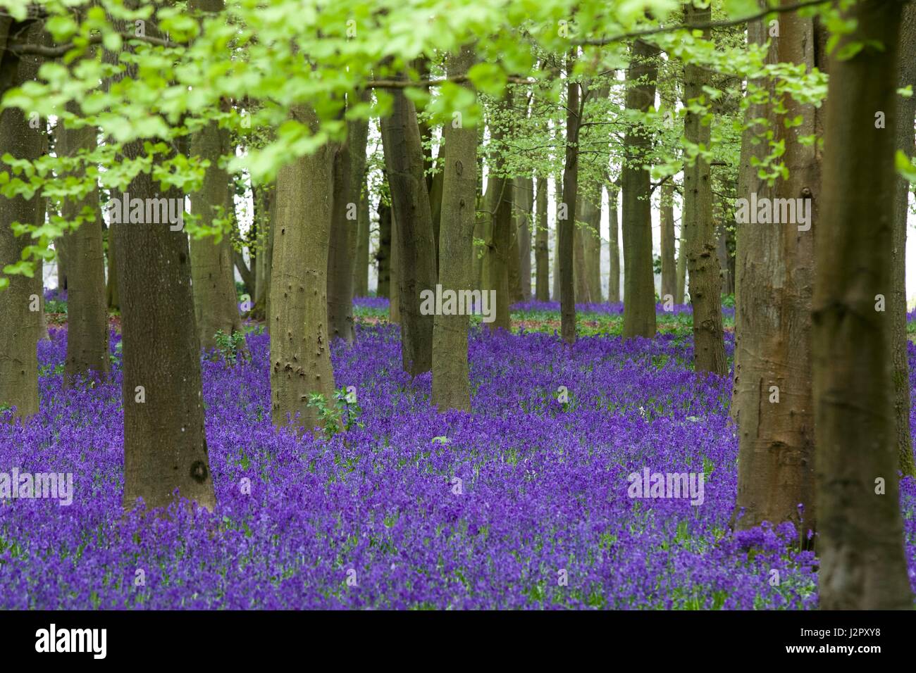 Bluebells at Badbury Clump Stock Photo - Alamy