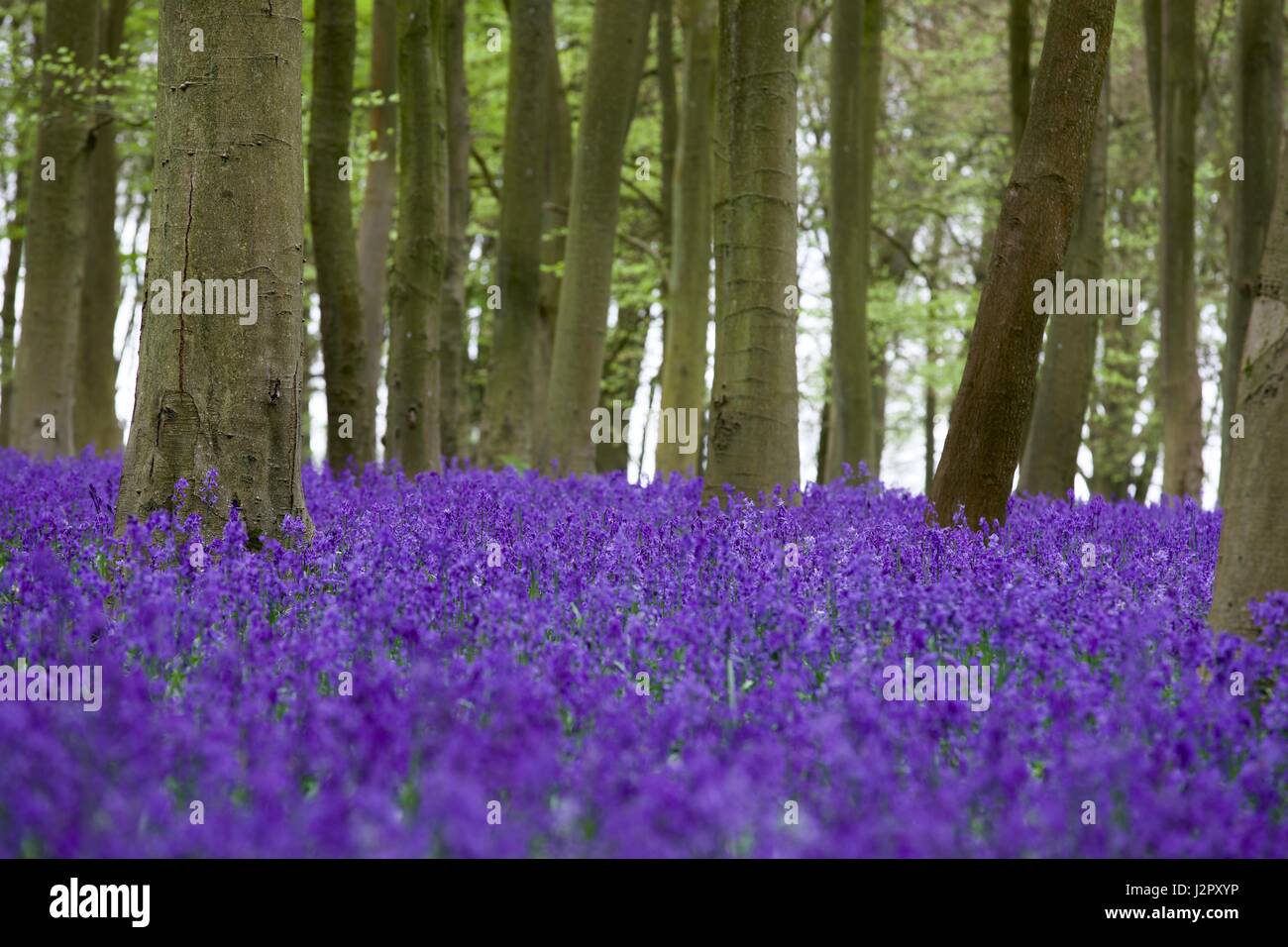 Bluebells at Badbury Clump Stock Photo - Alamy