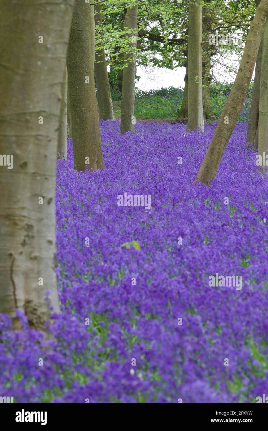 Bluebells at Badbury Clump Stock Photo - Alamy