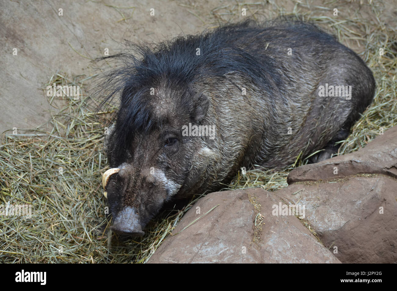 Visayan Warty Pig Stock Photo - Alamy