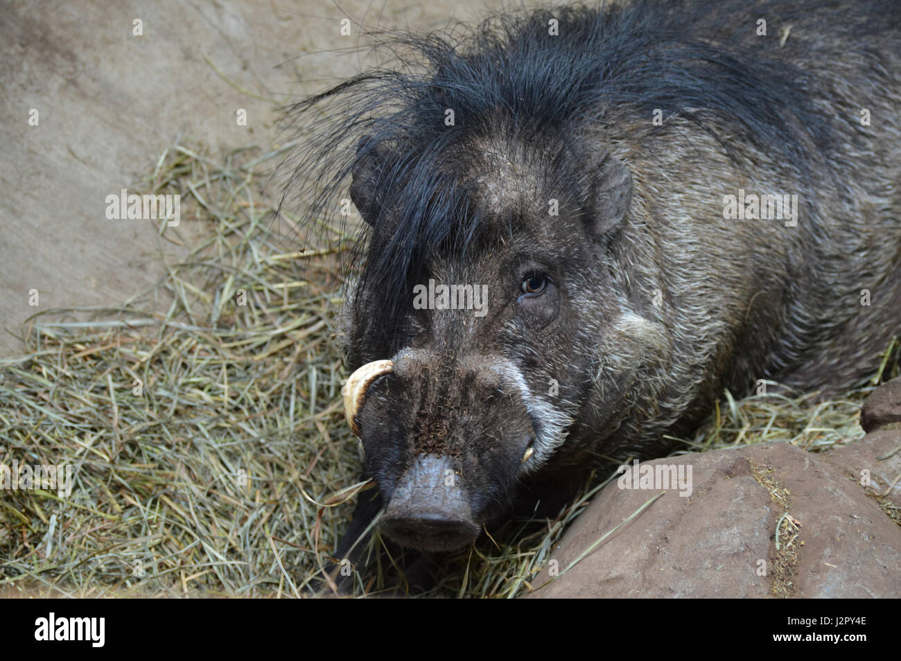 Visayan Warty Pig Stock Photo - Alamy
