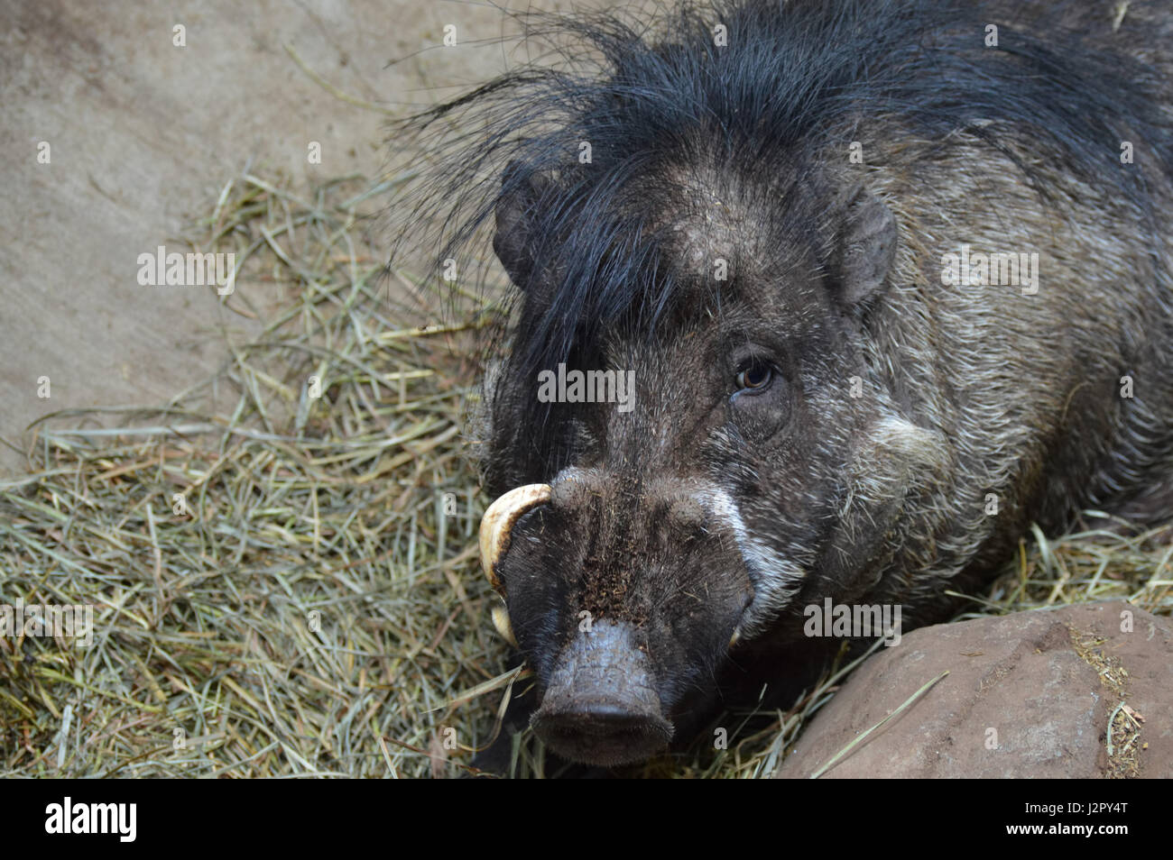 Visayan Warty Pig Stock Photo - Alamy