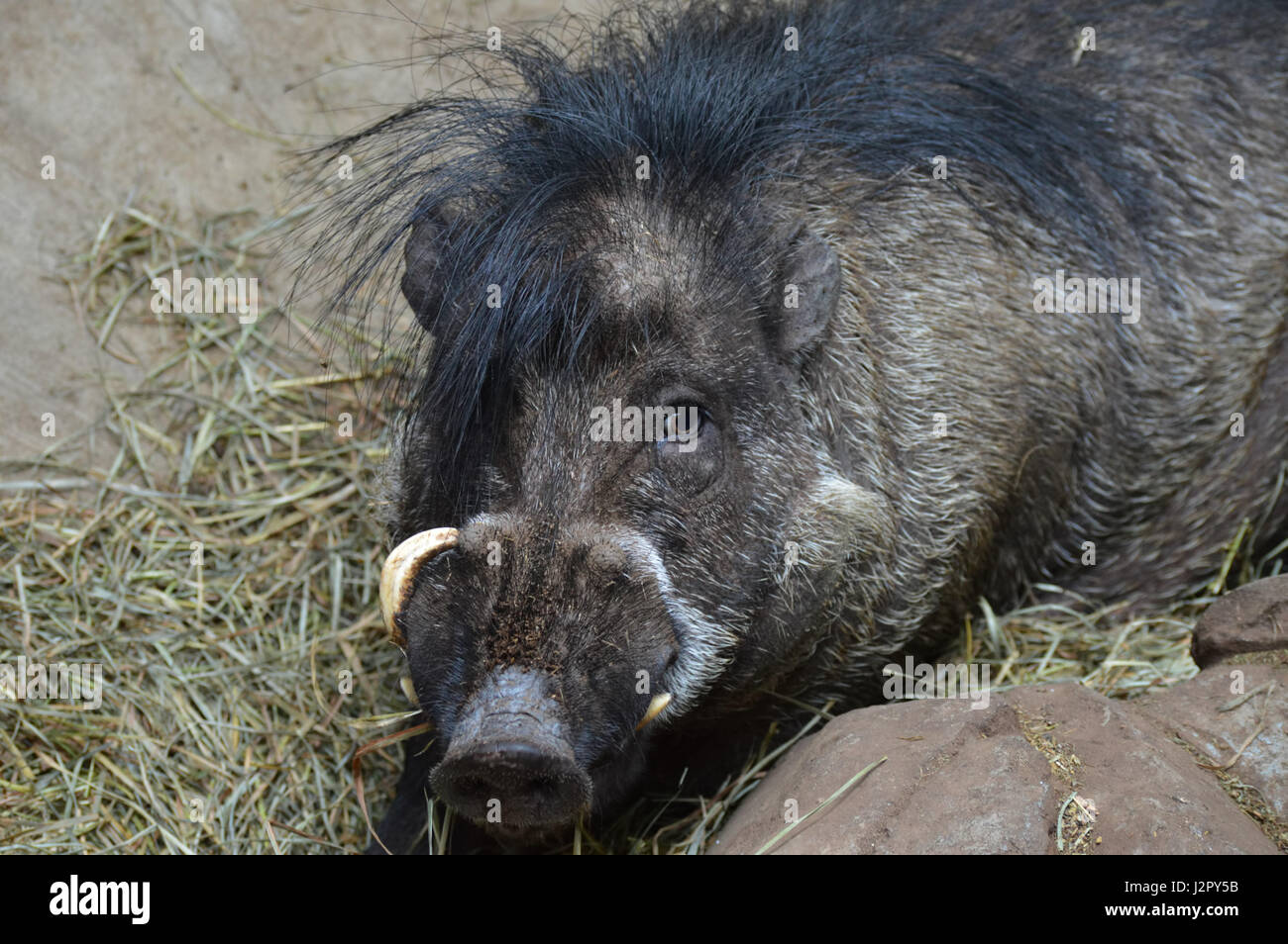 Visayan Warty Pig Stock Photo - Alamy