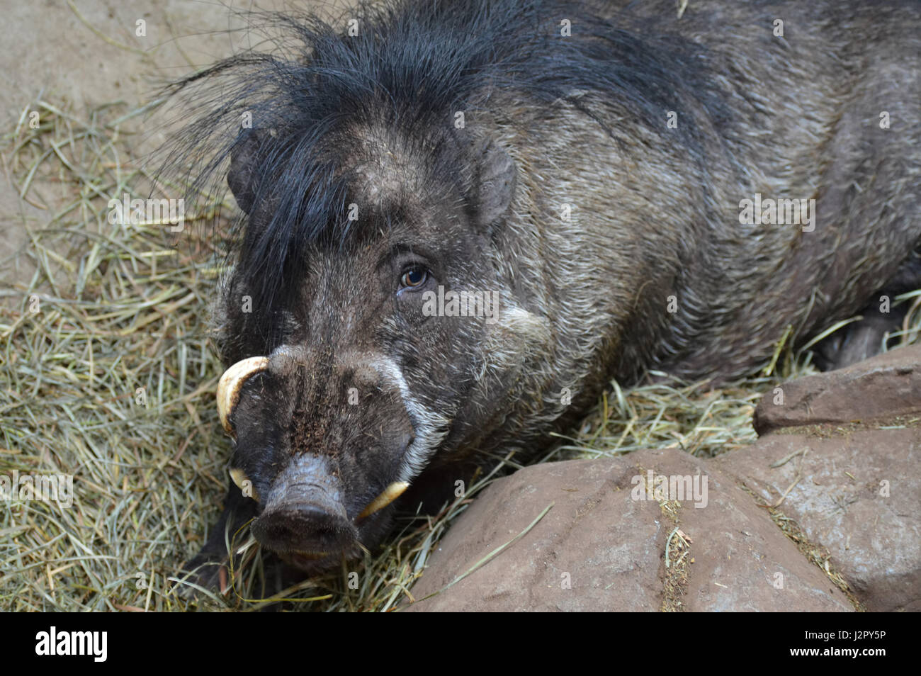 Visayan Warty Pig Stock Photo - Alamy