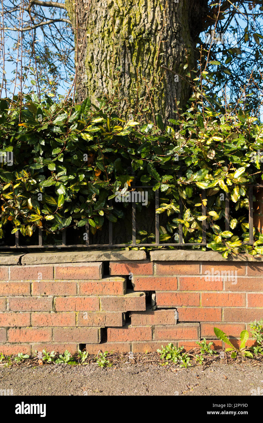 Tree roots crack hi-res stock photography and images - Alamy