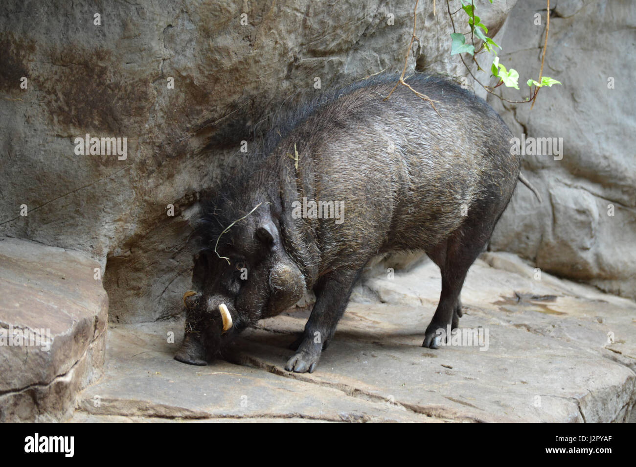 Visayan Warty Pig Stock Photo - Alamy