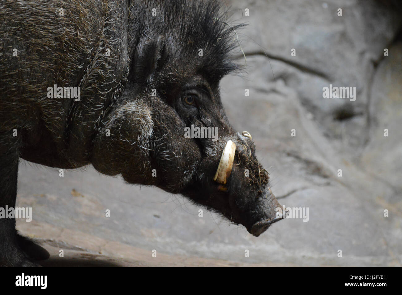 Visayan Warty Pig Stock Photo - Alamy