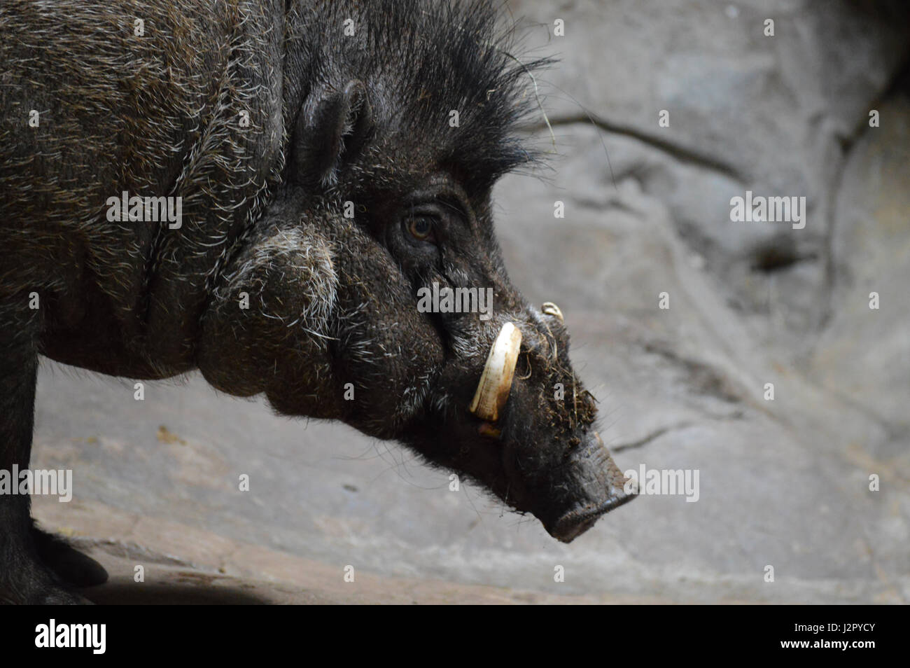 Visayan Warty Pig Stock Photo - Alamy