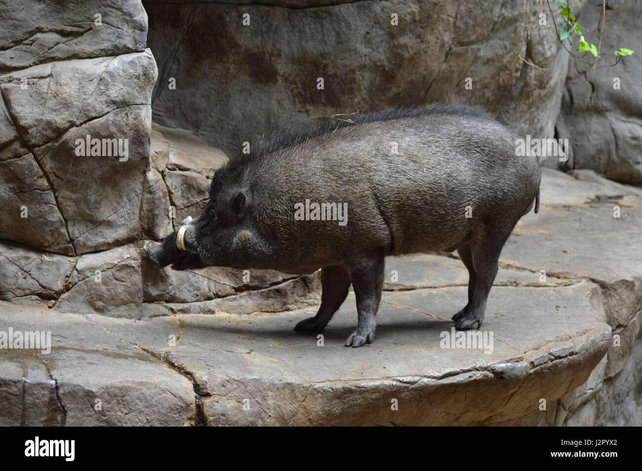 Visayan Warty Pig Stock Photo - Alamy
