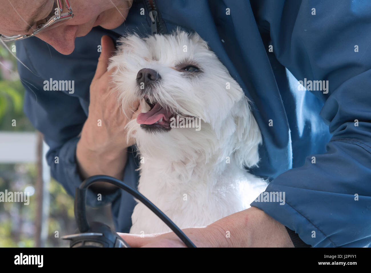 Closeup view of grooming the neck of white dog by electric razor. All ...