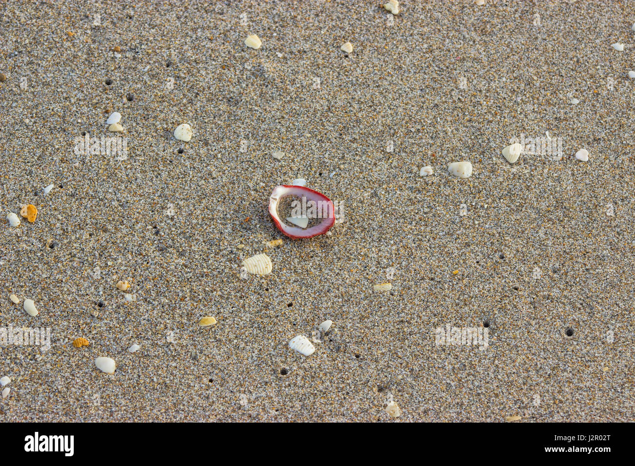 Cracked sea shells hi-res stock photography and images - Alamy