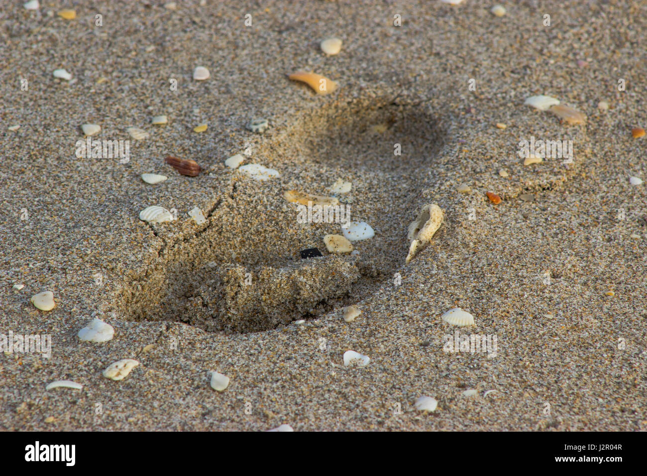 Footprint in beach sand hi-res stock photography and images - Alamy