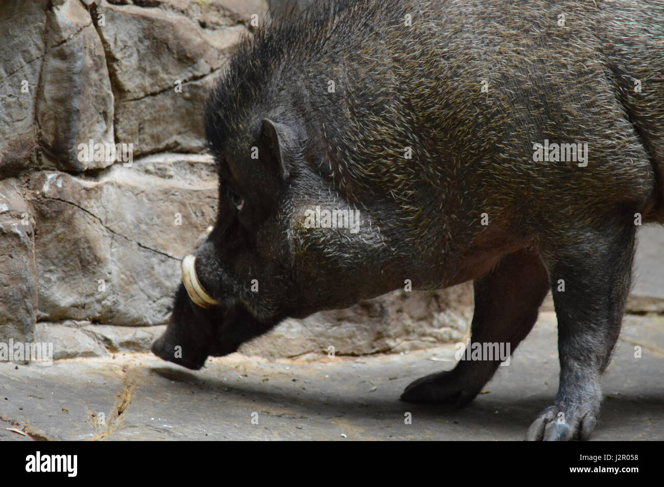 Visayan Warty Pig Stock Photo - Alamy