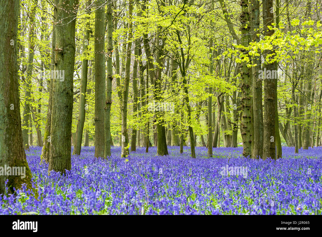 Dockey Woods, Ashridge Estate Stock Photo - Alamy