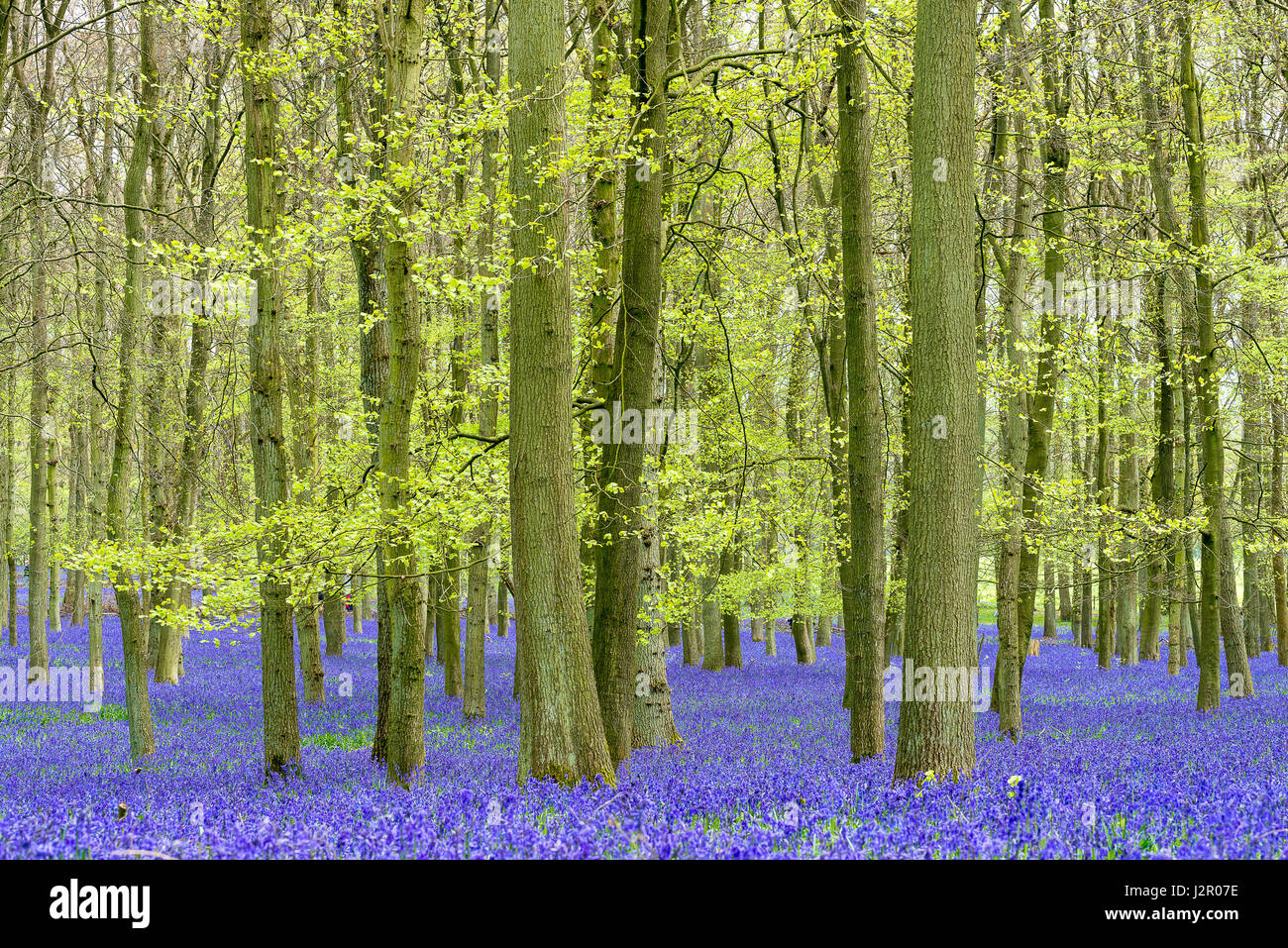 Dockey Woods, Ashridge Estate Stock Photo - Alamy
