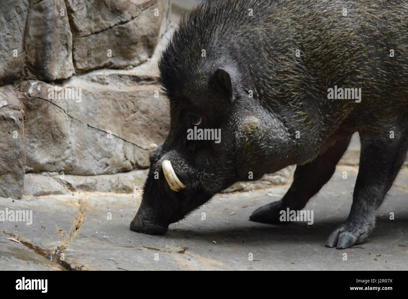 Visayan Warty Pig Stock Photo - Alamy