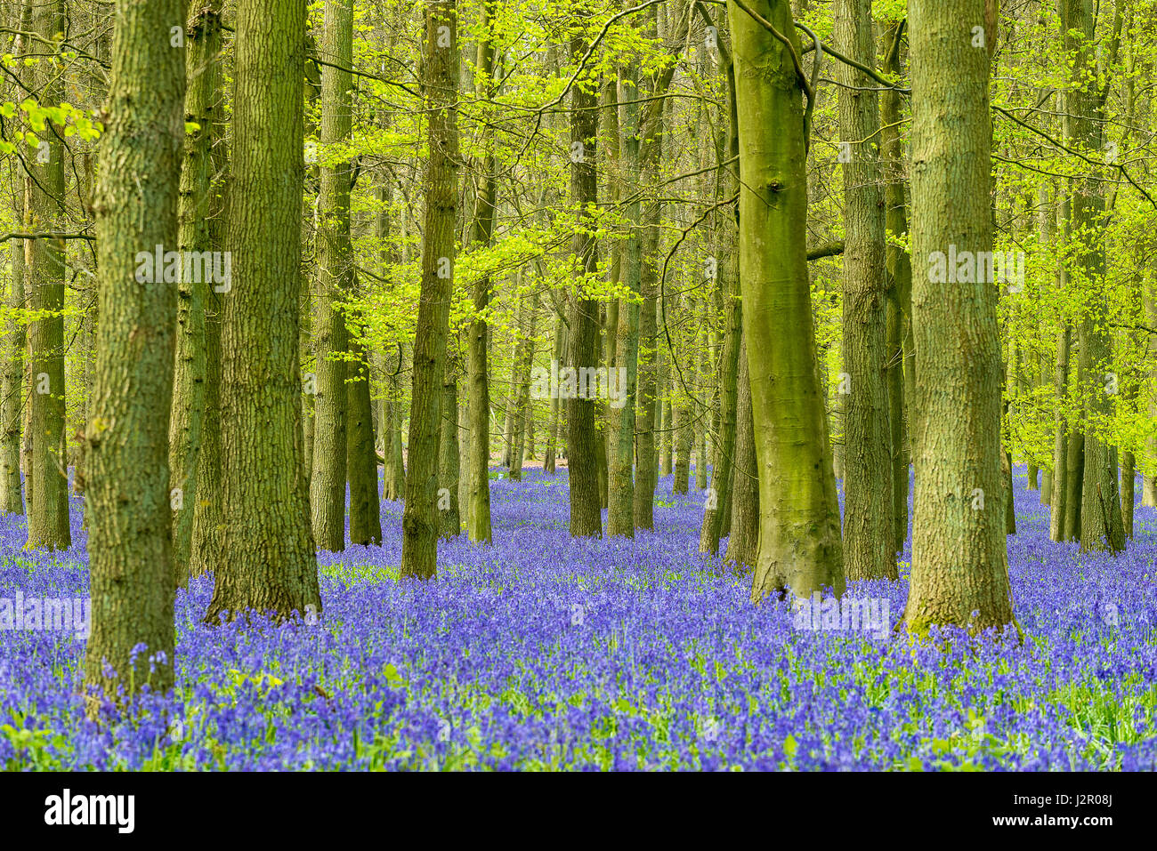 Dockey Woods, Ashridge Estate Stock Photo - Alamy