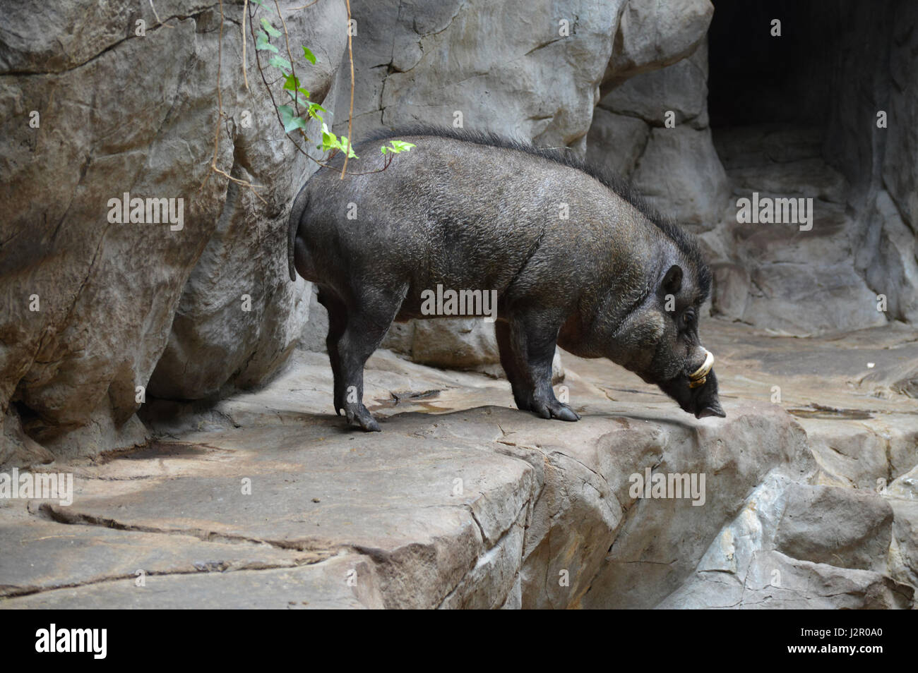 Visayan Warty Pig Stock Photo - Alamy