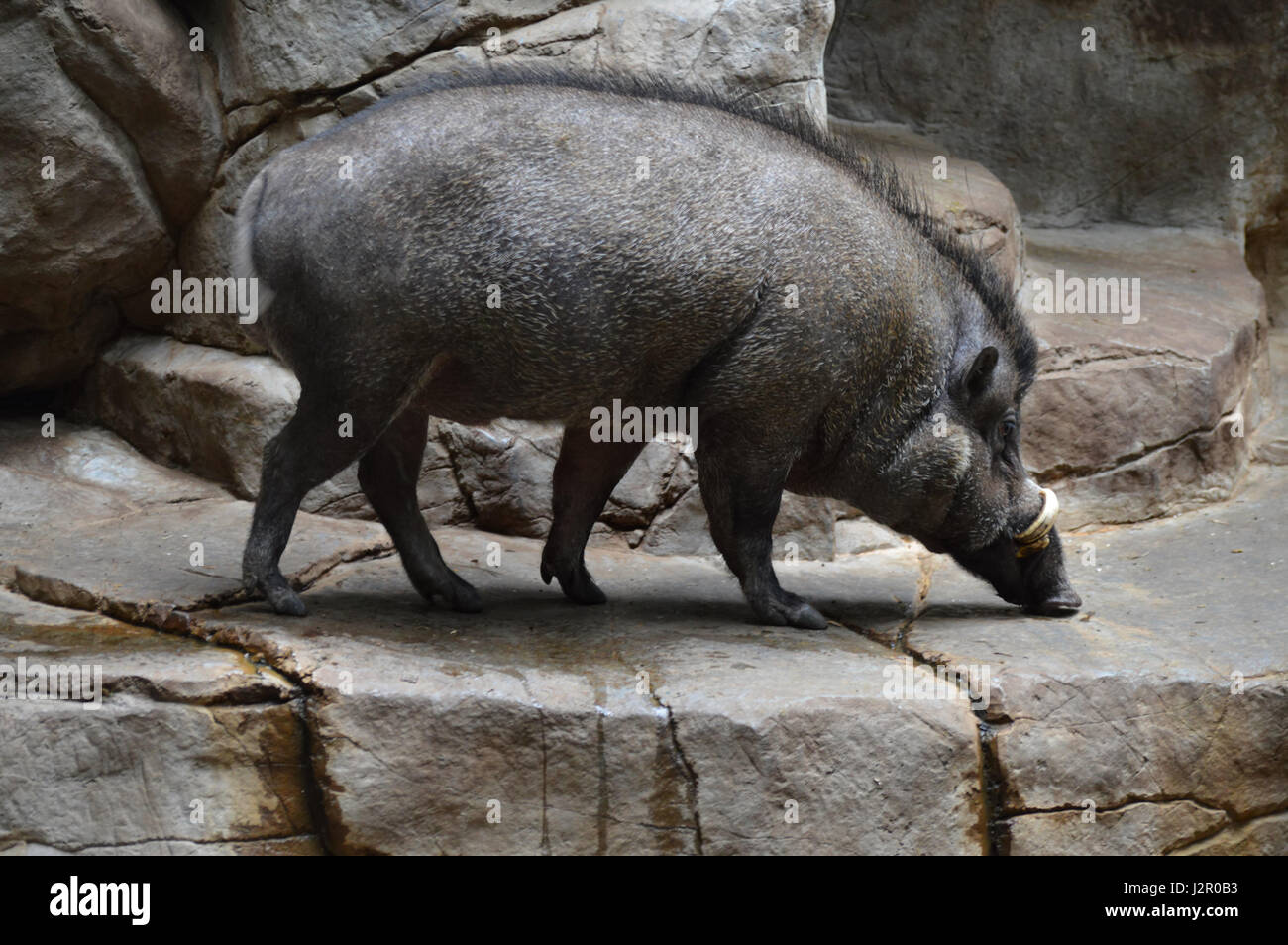 Visayan Warty Pig Stock Photo - Alamy