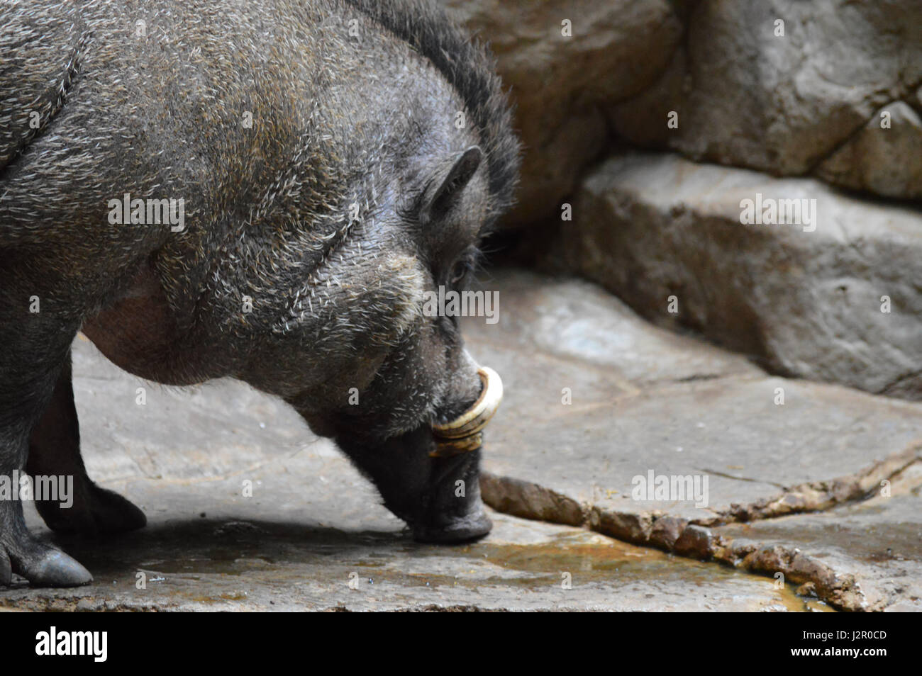 Visayan Warty Pig Stock Photo - Alamy
