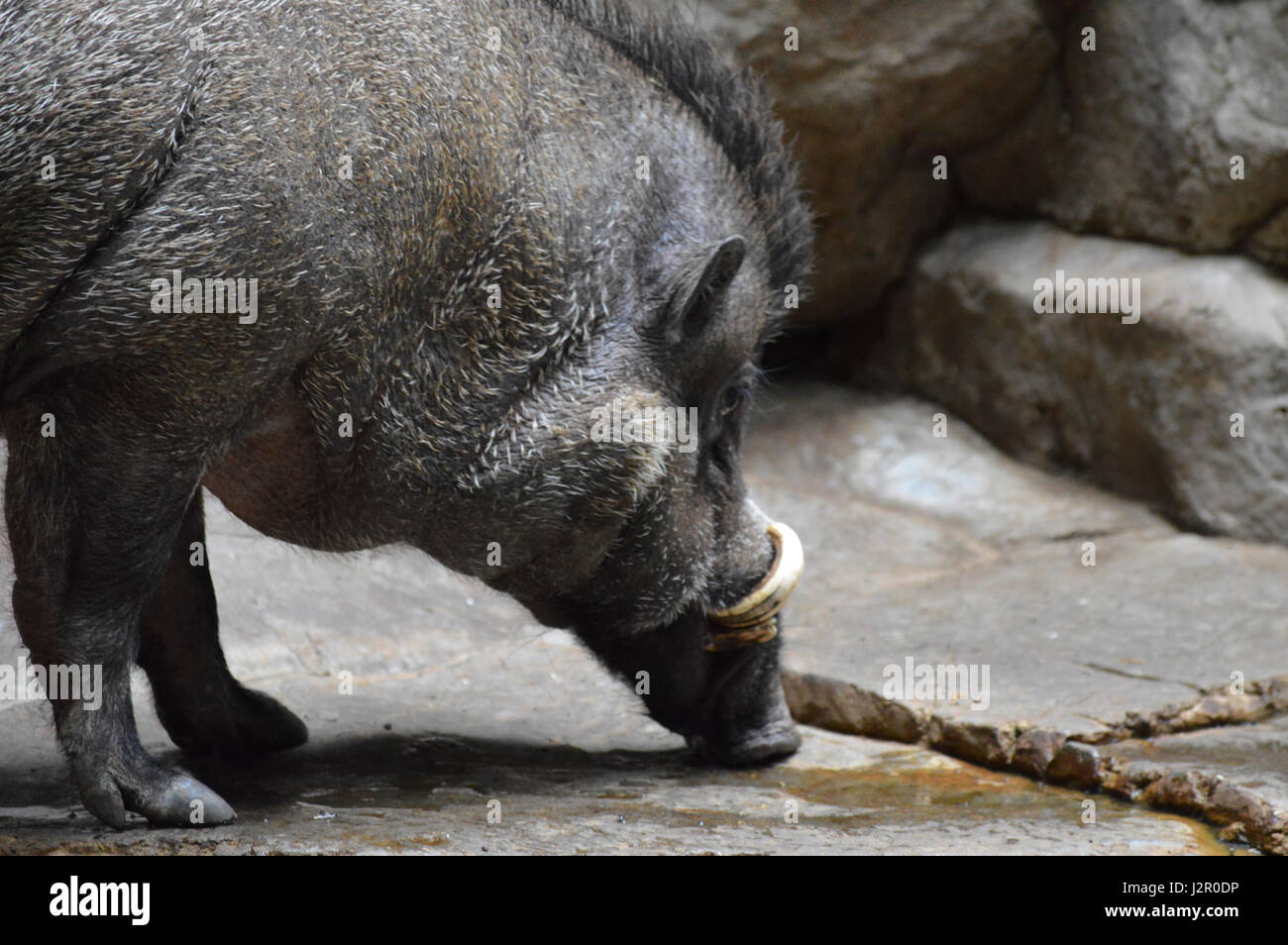 Visayan Warty Pig Stock Photo - Alamy