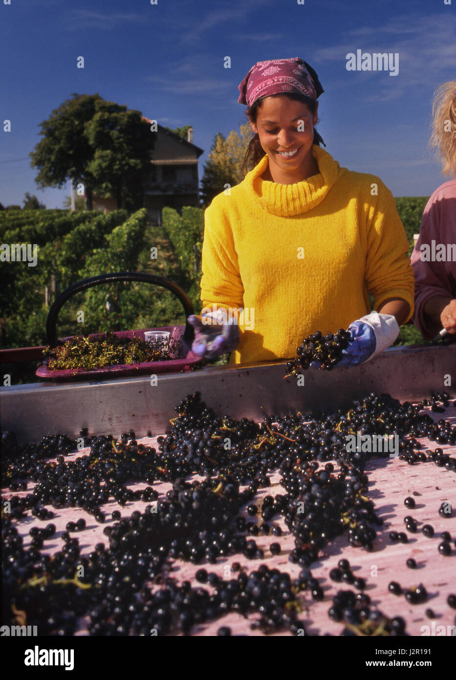 Bordeaux Pomerol Chateau Le Pin Sorting / triage harvested Merlot ...