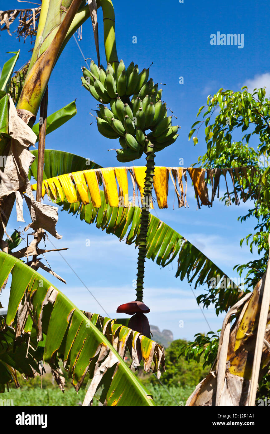 Banas fruit hi-res stock photography and images - Alamy