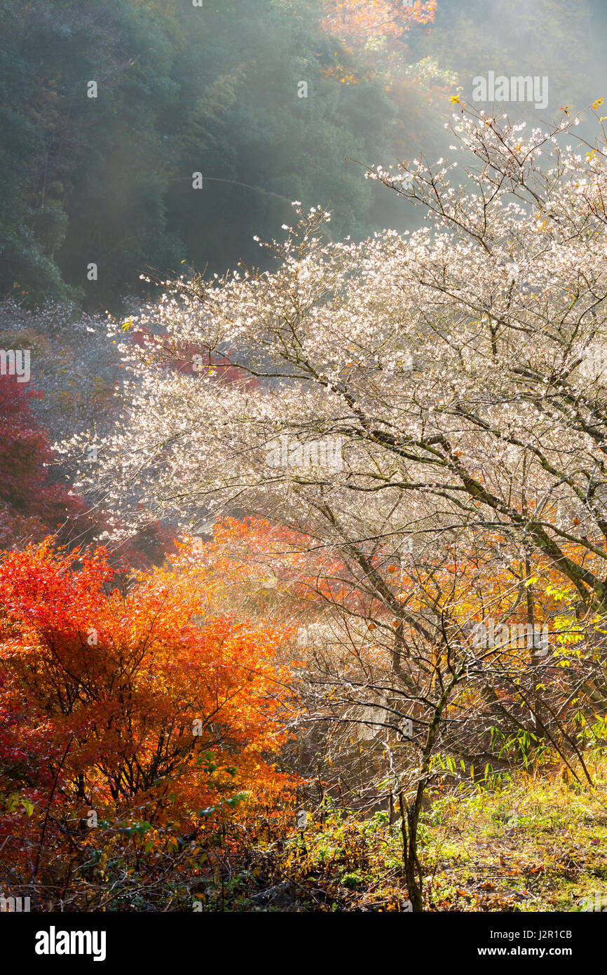 Nagoya, Obara. Autumn Landscape with sakura blossom. Shikizakura kind ...