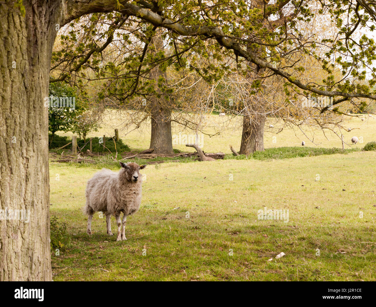 Sheep standing in the shade hi-res stock photography and images - Alamy
