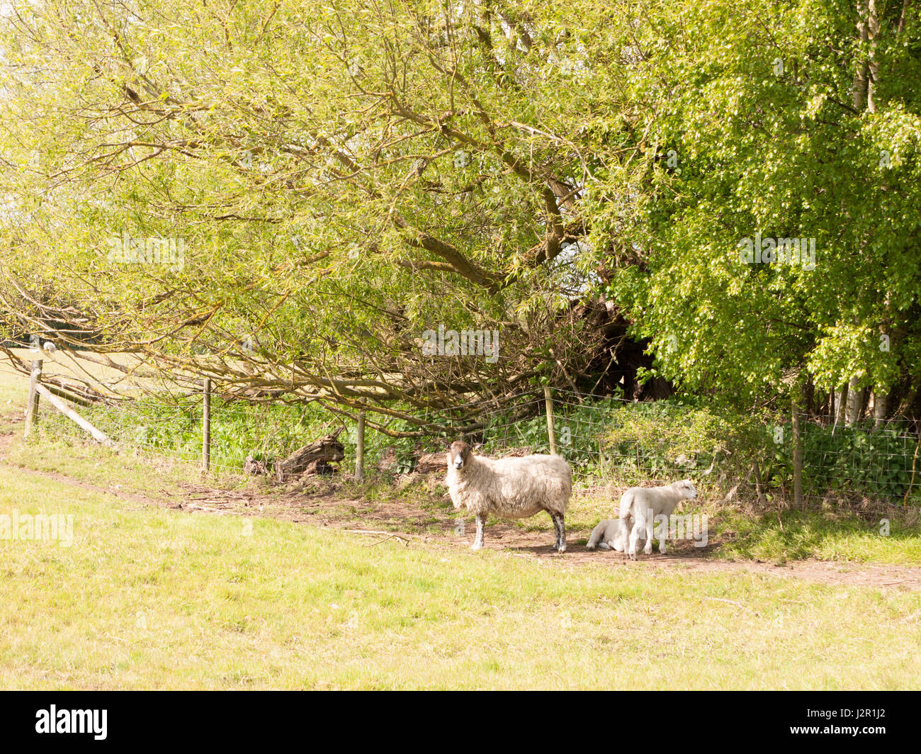 a sheep and lambs resting under a tree and shrubs in the shade looking ...