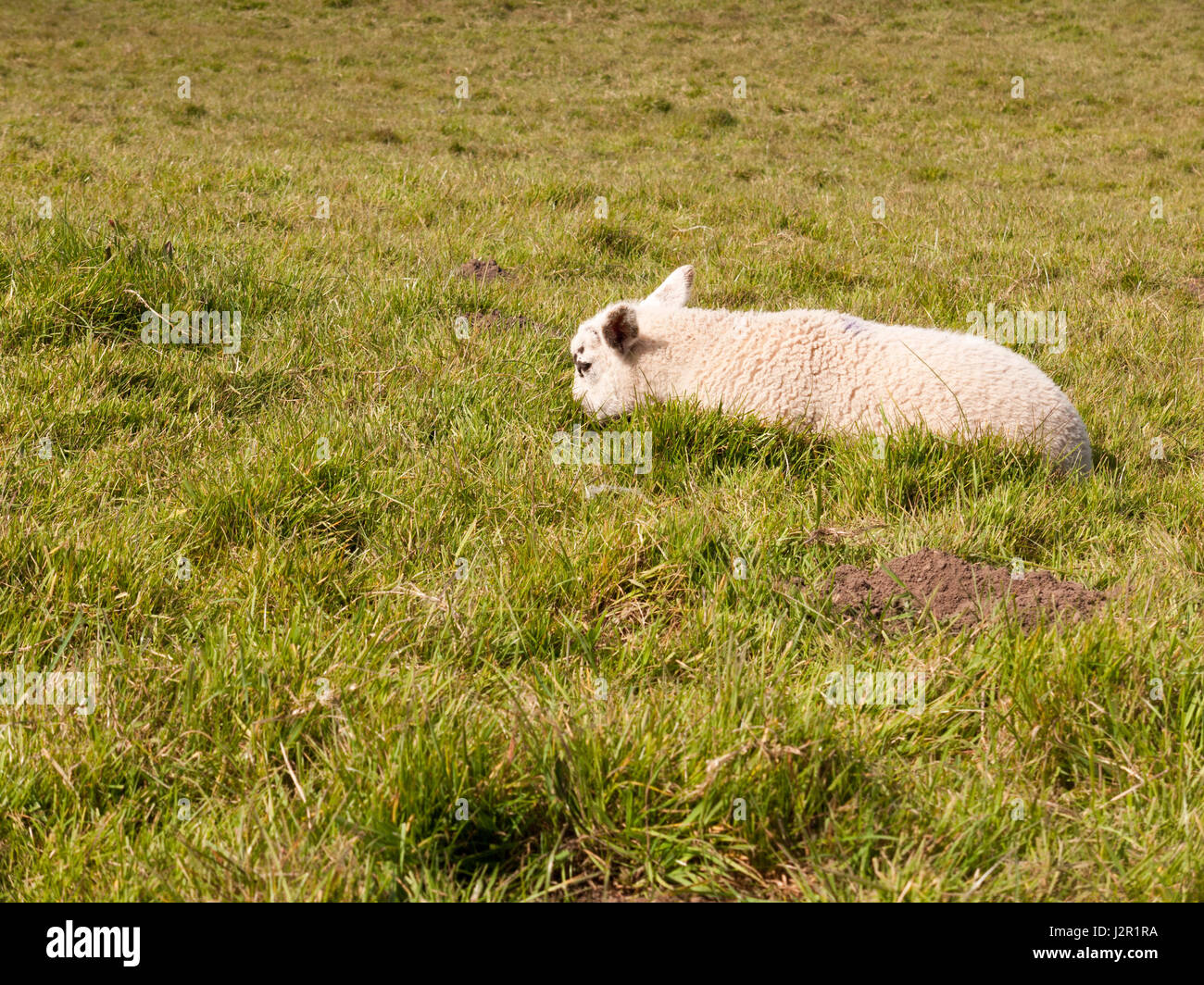 a resting head down little lamb sheep in the spring on a field on its ...