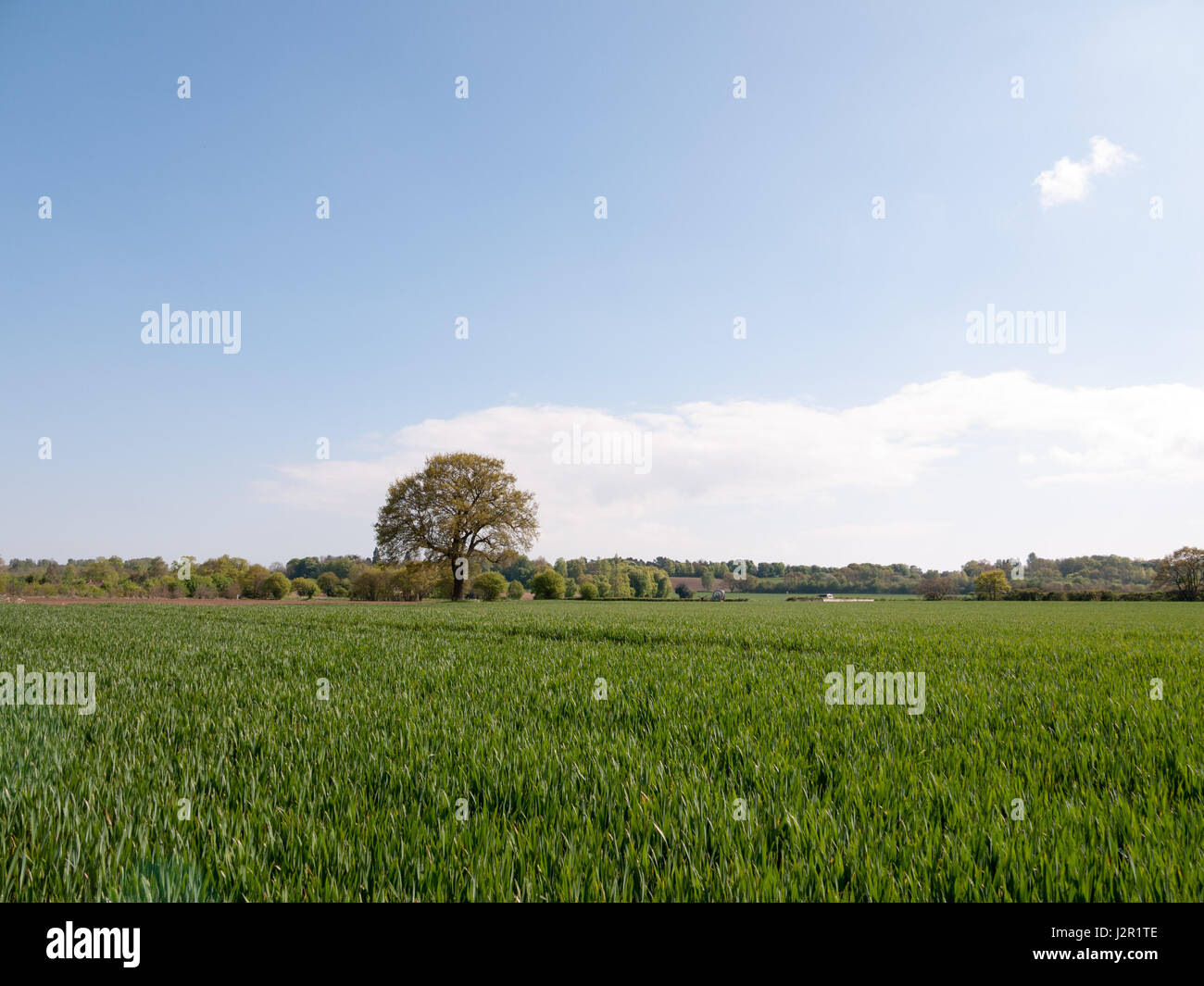 an open field of green grass and grain and agriculture with a tree in ...