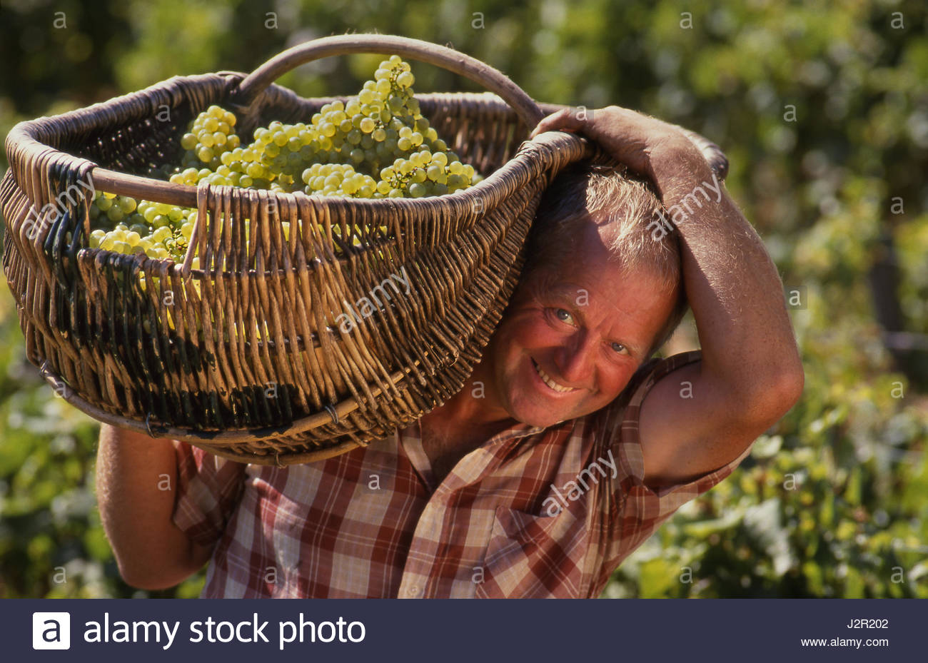 Grape Picker Stock Photos & Grape Picker Stock Images - Alamy