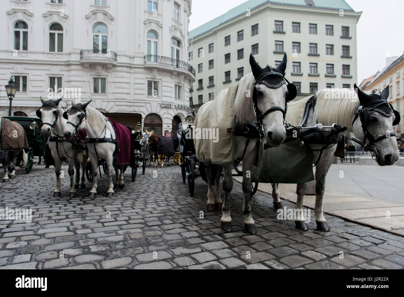 VIENNA, AUSTRIA, NOVEMBER 16, 2013: Horses with carriages and carts ...