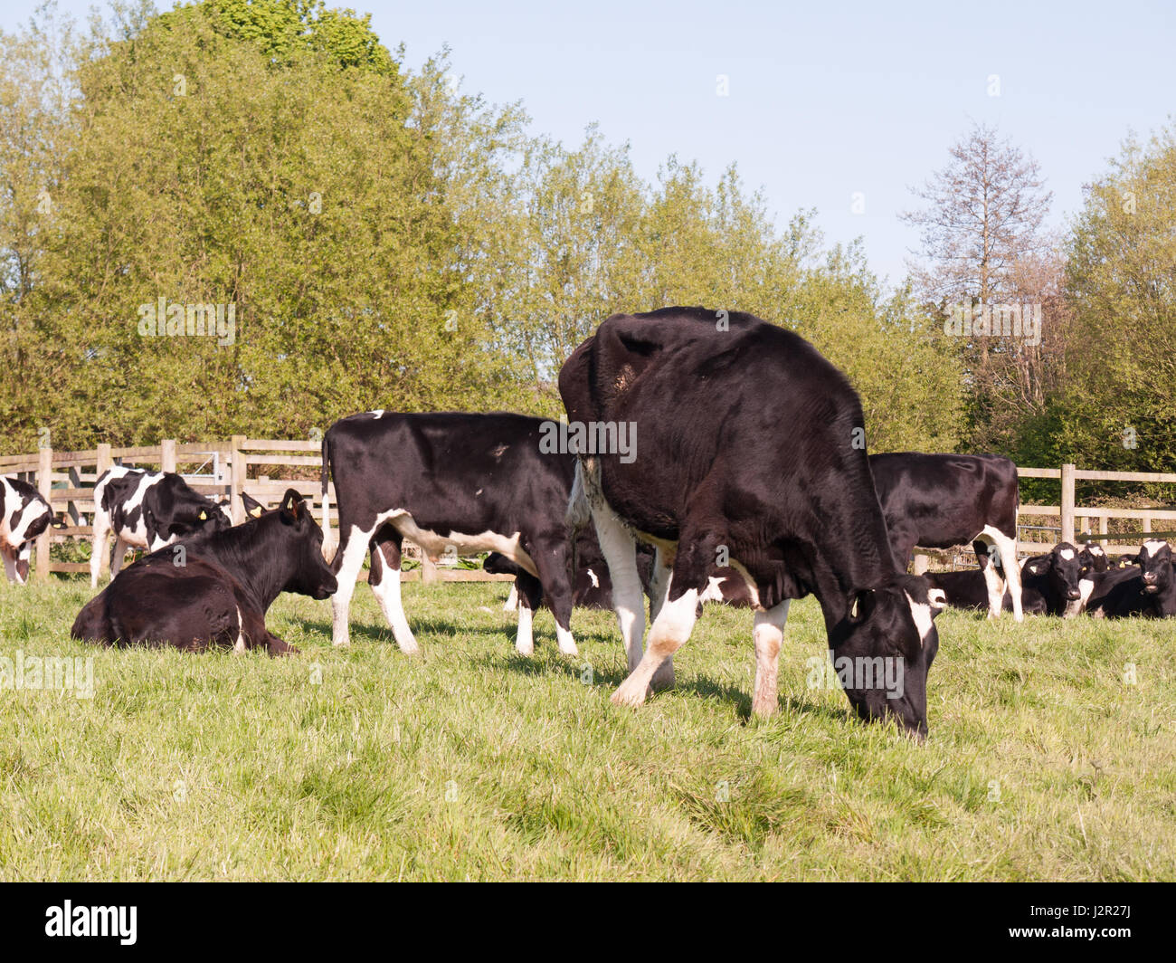 Cows waiting to be milked hi-res stock photography and images - Alamy