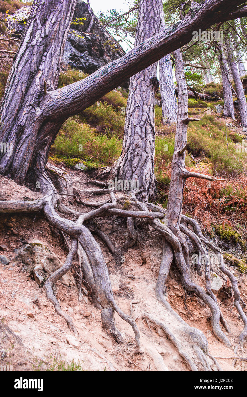 Exposed tree roots at Foyers Glen, Highland, Scotland Stock Photo - Alamy
