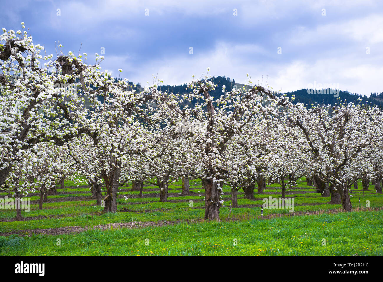 Panoramic view fruit trees orchard hi-res stock photography and images ...