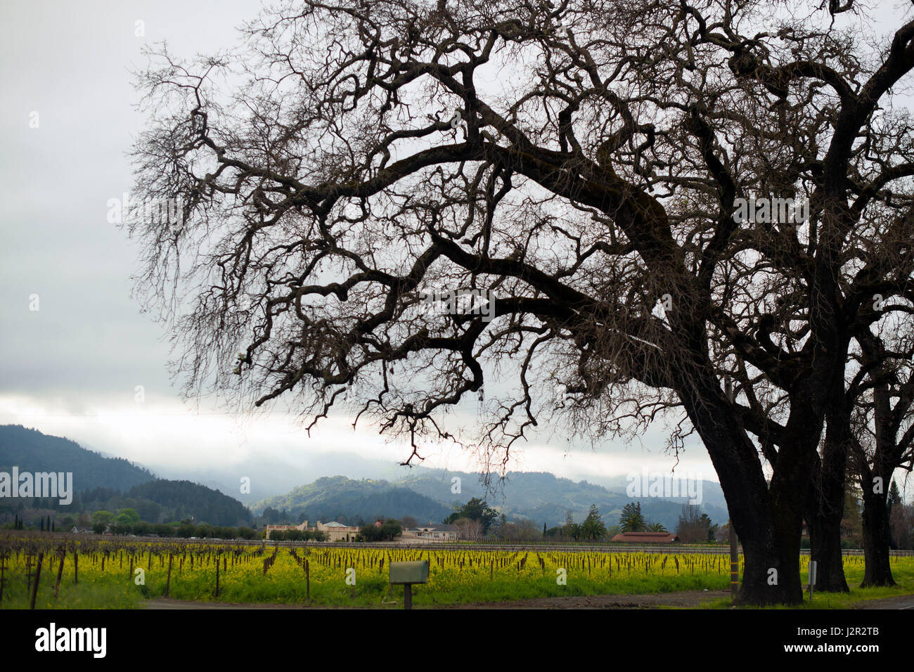 Branches spread hi-res stock photography and images - Alamy