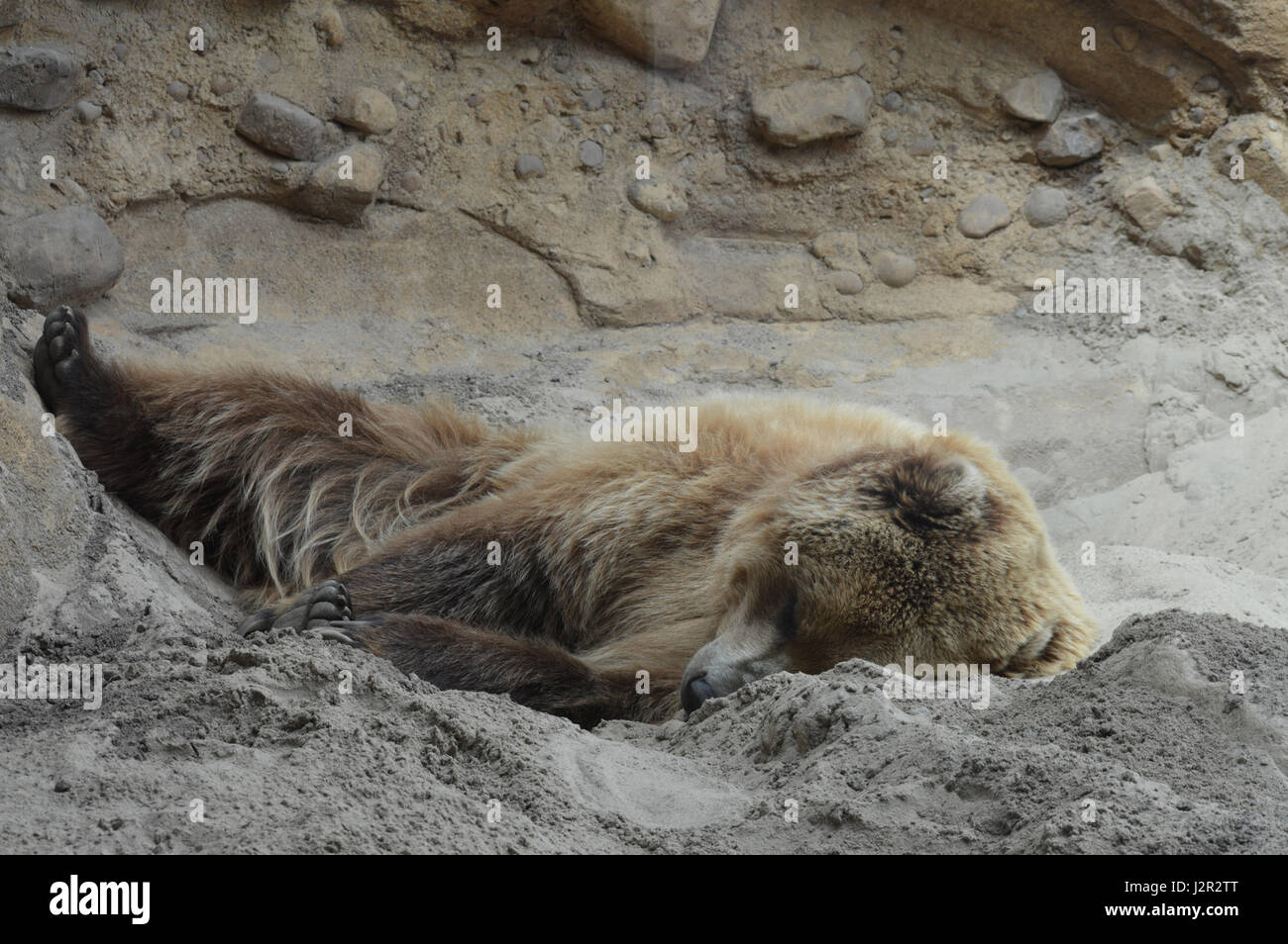 Bear hole hi-res stock photography and images - Alamy