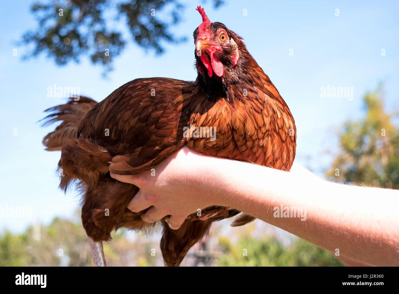 Red hen hi-res stock photography and images - Alamy